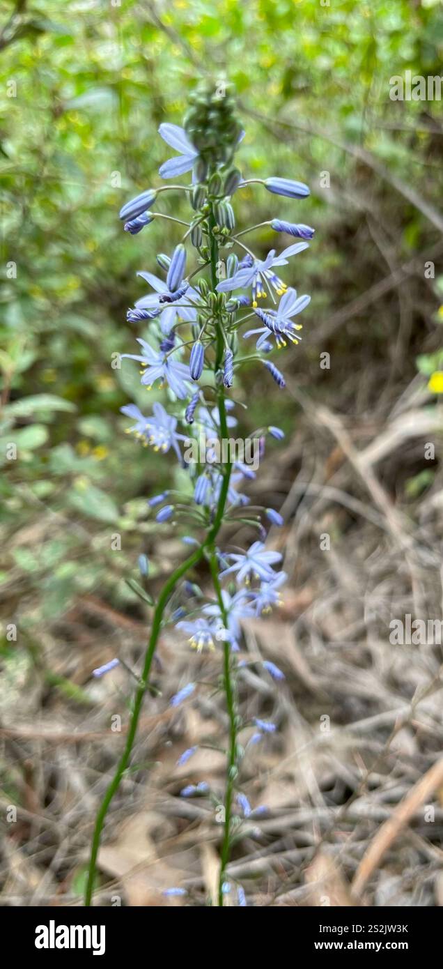 blue grass lily (Caesia calliantha Stock Photo - Alamy