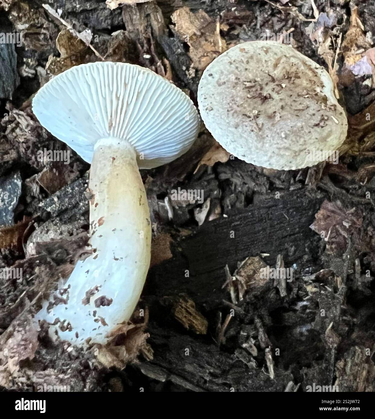 Oakbug Milkcap (Lactarius quietus Stock Photo - Alamy