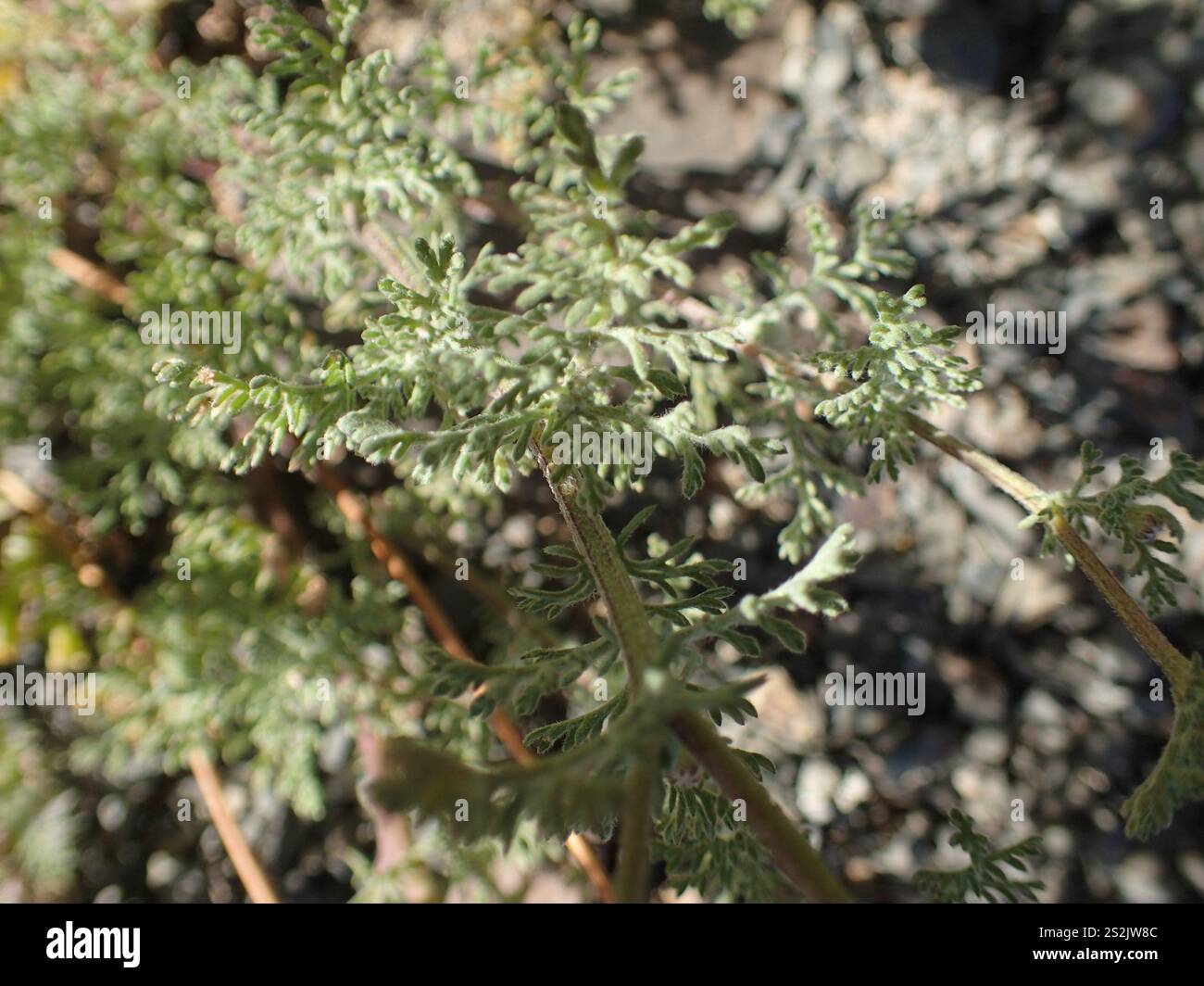 Stinknet hi-res stock photography and images - Alamy