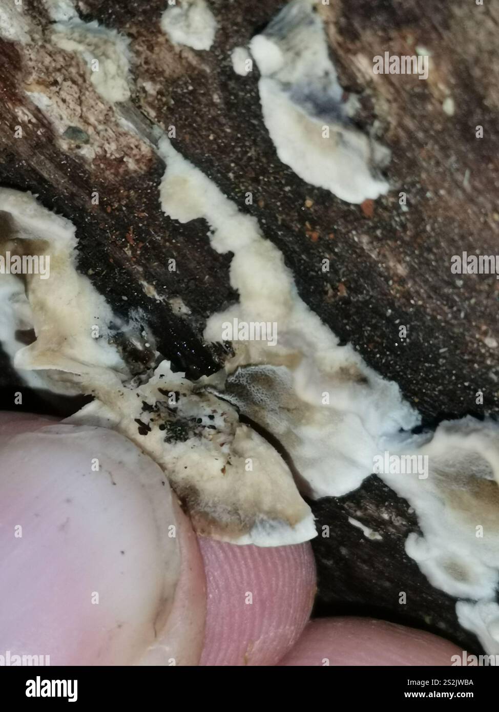 Bjerkandera adusta hi-res stock photography and images - Alamy