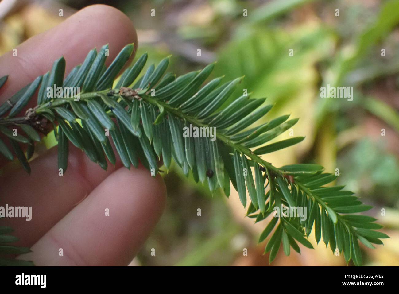 Pacific yew (Taxus brevifolia Stock Photo - Alamy