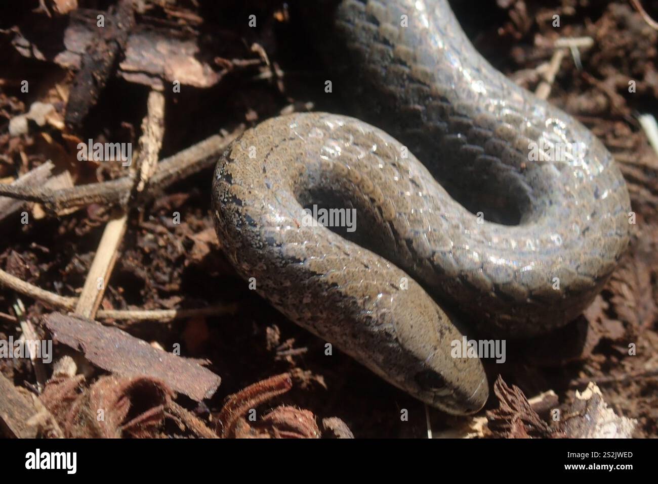 Southern Slugeater (Duberria lutrix lutrix Stock Photo - Alamy