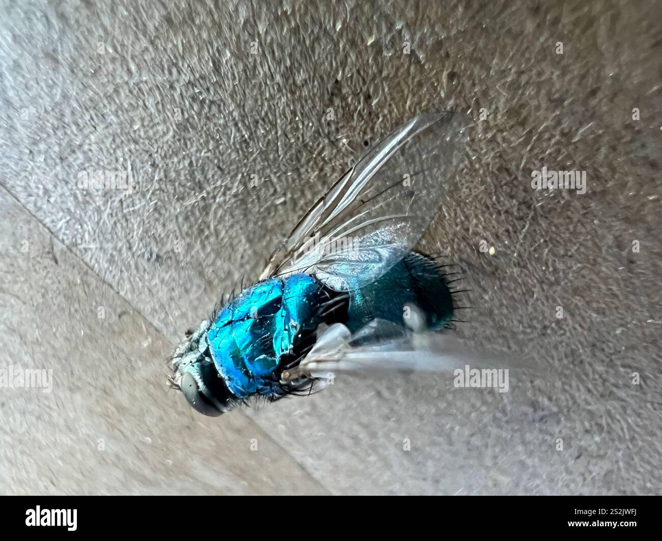 Shiny Blue Bottle Fly (Cynomya cadaverina Stock Photo - Alamy