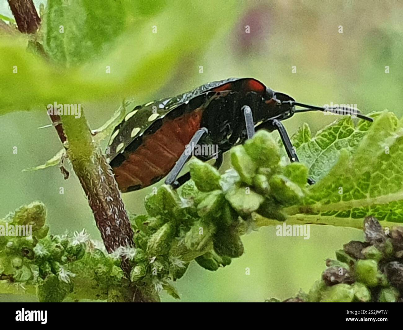 Southern Green Stink Bug (Nezara viridula Stock Photo - Alamy