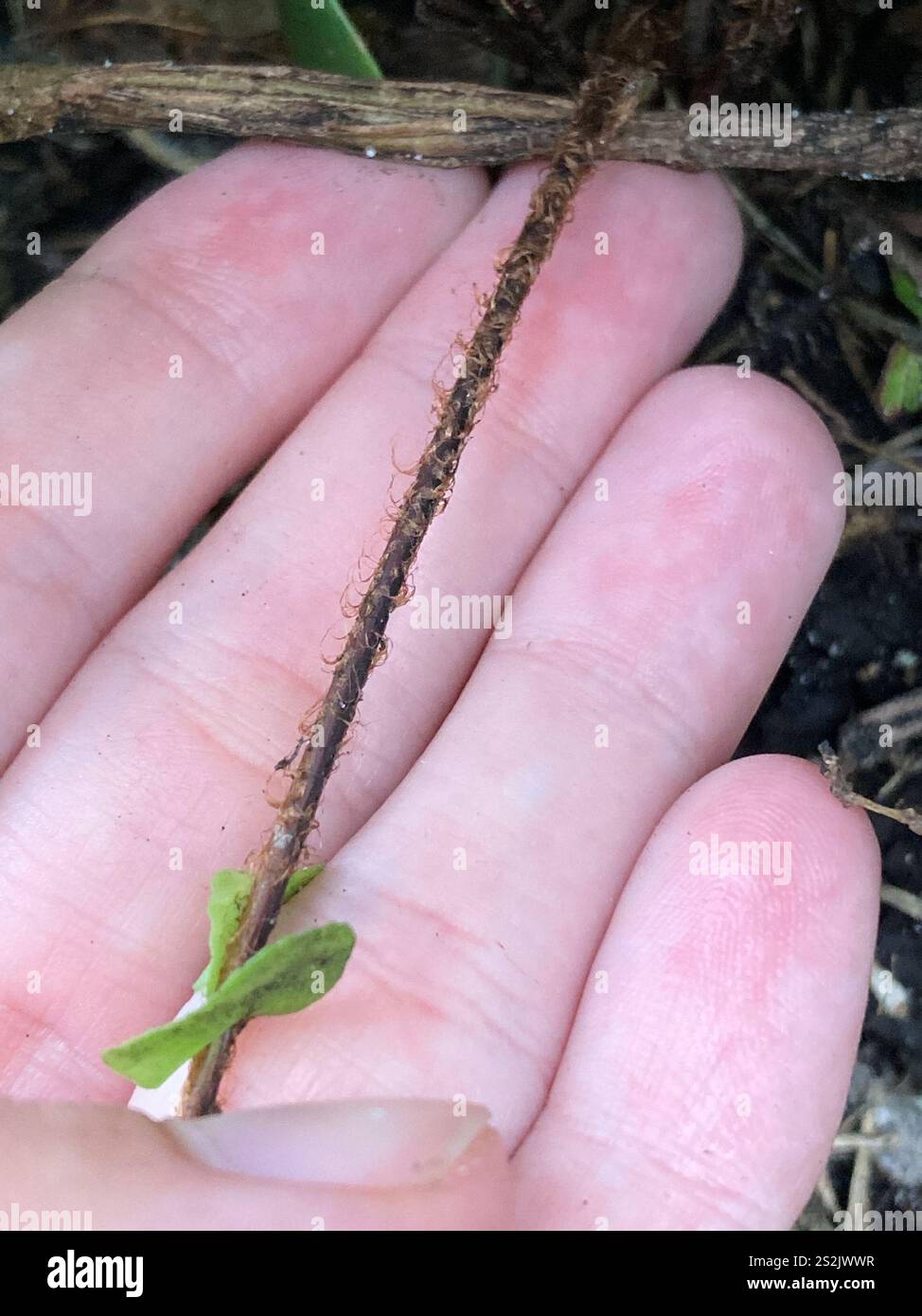 Fishbone Fern (Nephrolepis cordifolia Stock Photo - Alamy