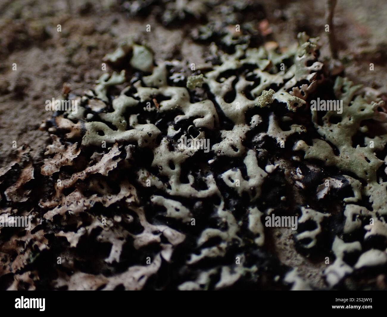 Tree Flute Lichen (Menegazzia subsimilis Stock Photo - Alamy