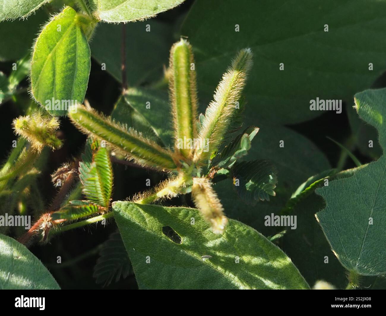 Calopo (Calopogonium mucunoides Stock Photo - Alamy