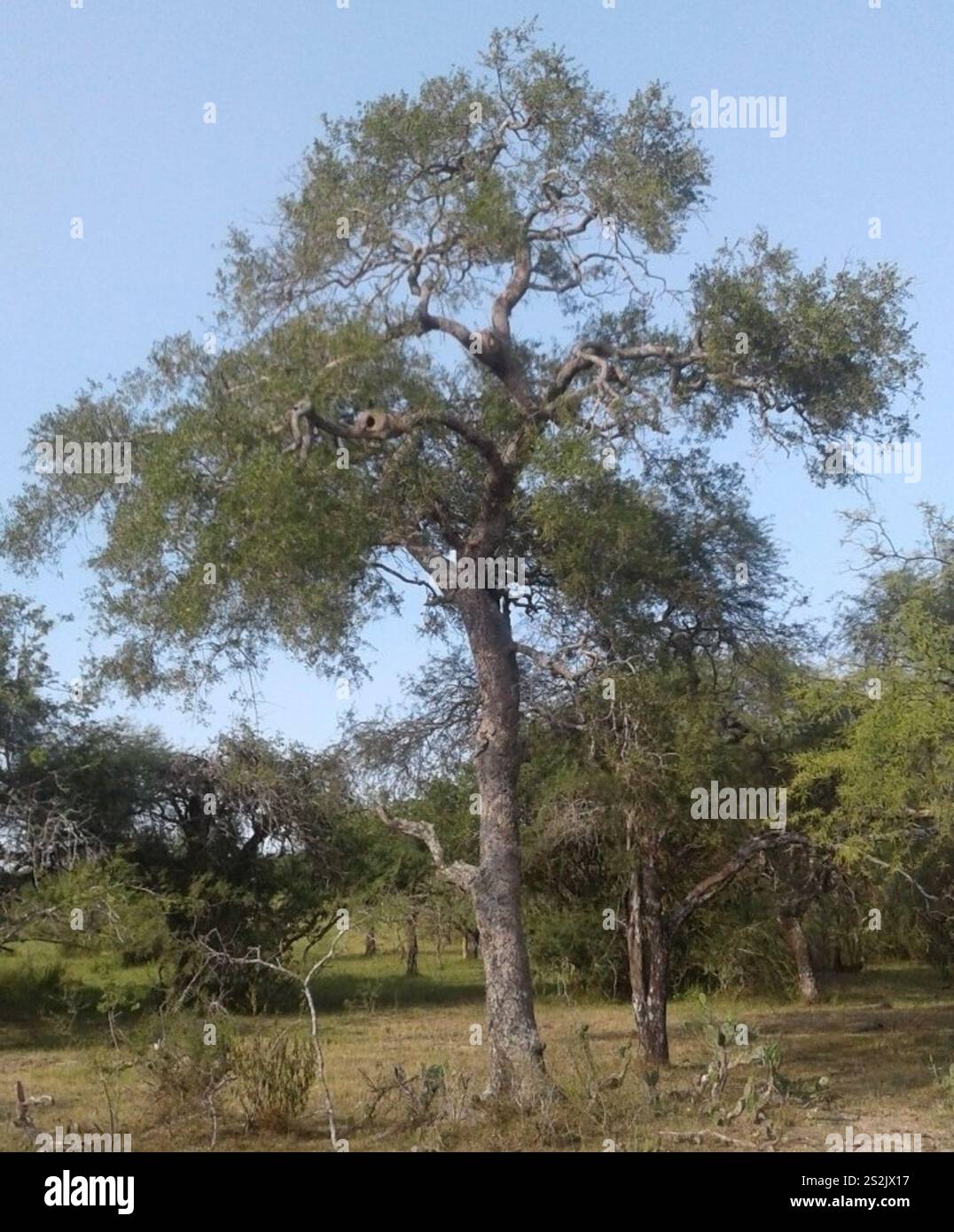 Common White Quebracho (Aspidosperma quebracho-blanco Stock Photo - Alamy