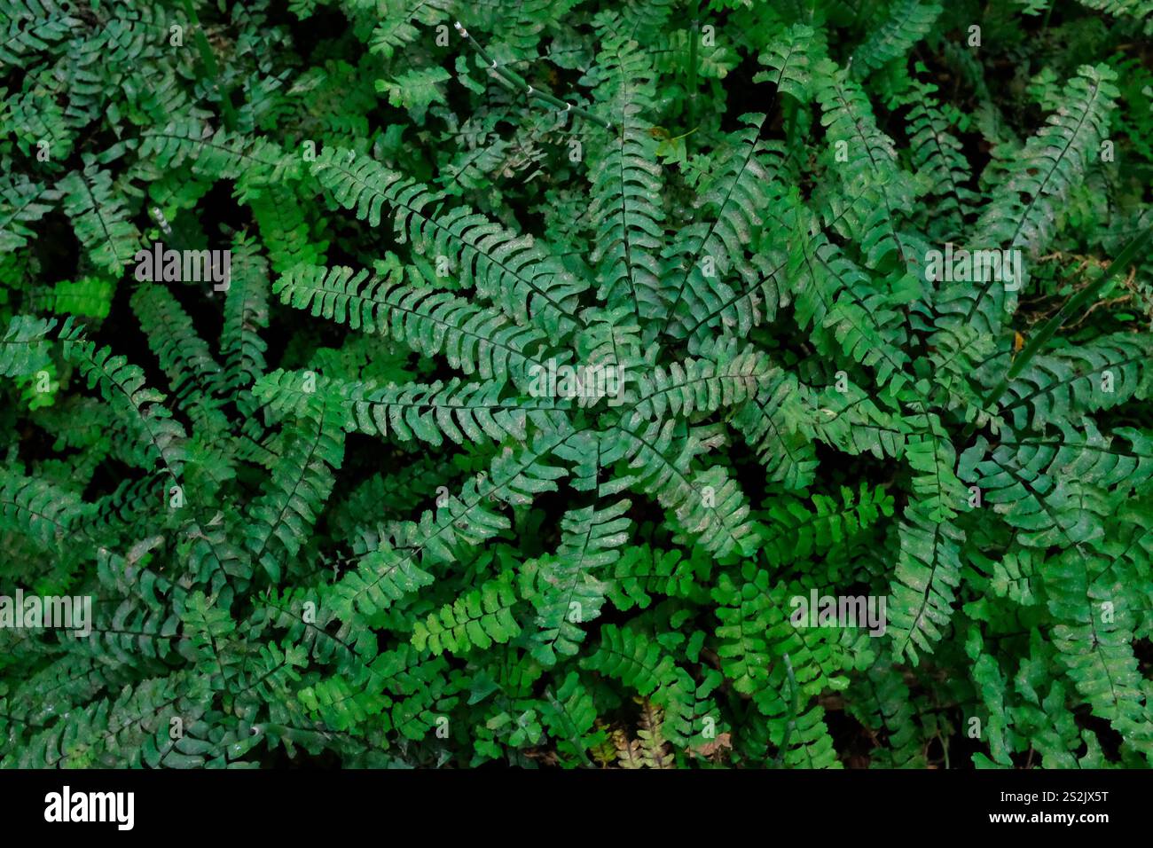The importance of green areas hi-res stock photography and images - Alamy