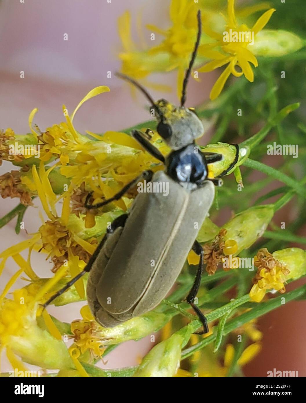 Heterodera hi-res stock photography and images - Alamy