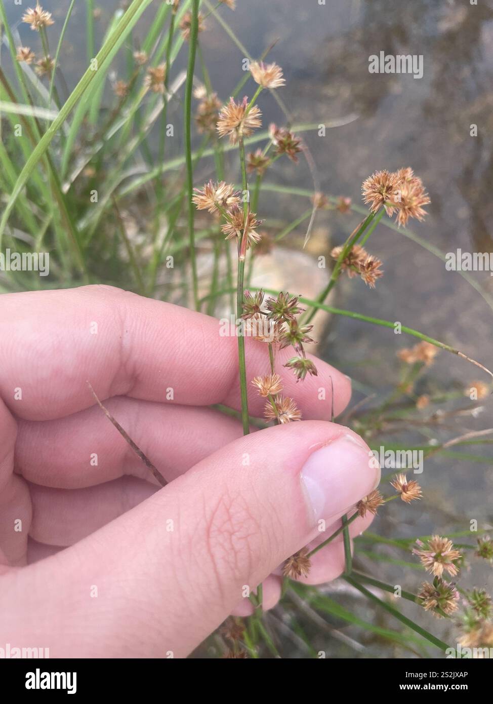 irisleaf rush (Juncus xiphioides Stock Photo - Alamy