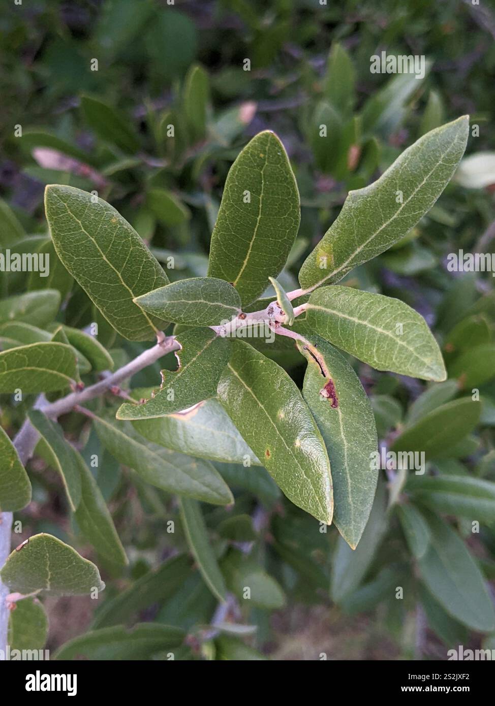 Texas live oak (Quercus fusiformis Stock Photo - Alamy