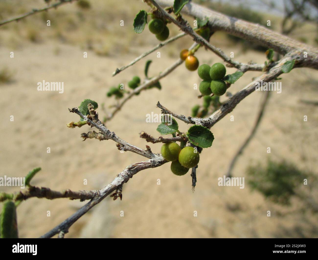 Small-leaf White Raisin (Grewia tenax Stock Photo - Alamy