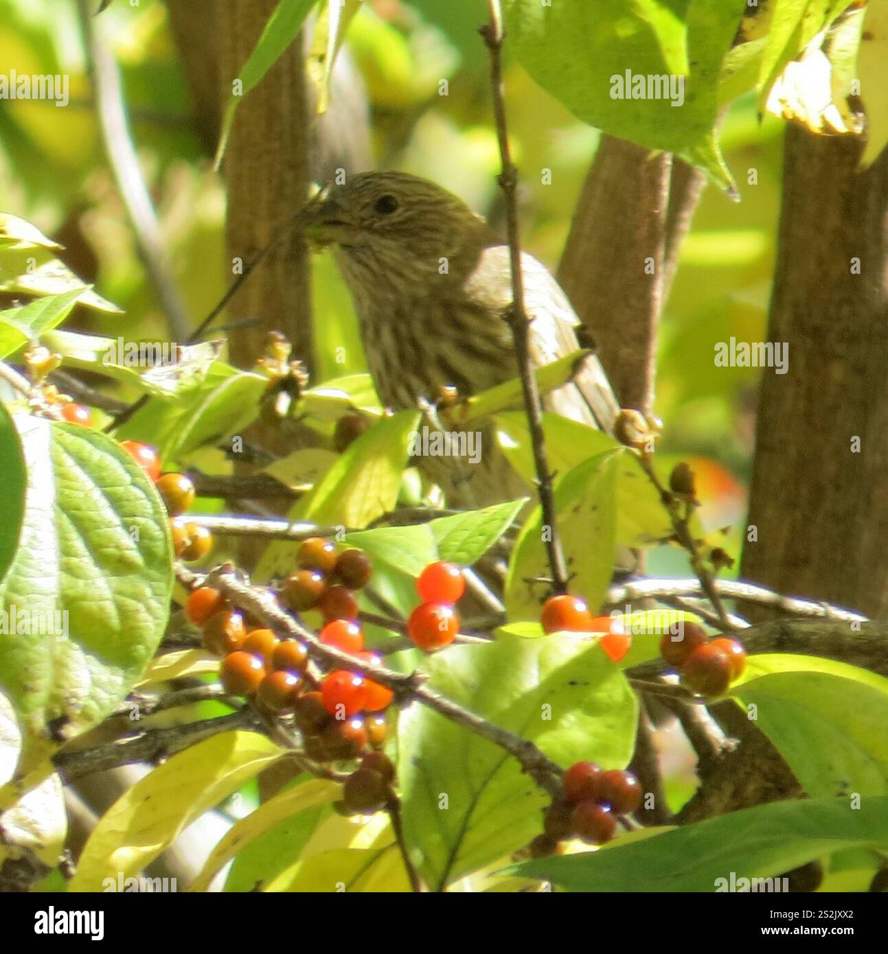 House Finch (Haemorhous mexicanus Stock Photo - Alamy