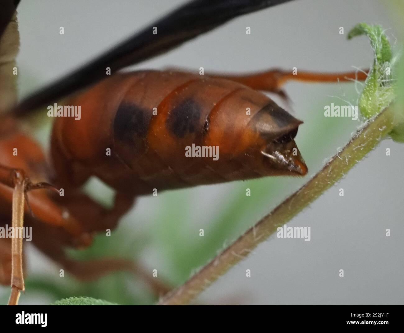 Wasp Twistwing Parasites (Xenos Stock Photo - Alamy