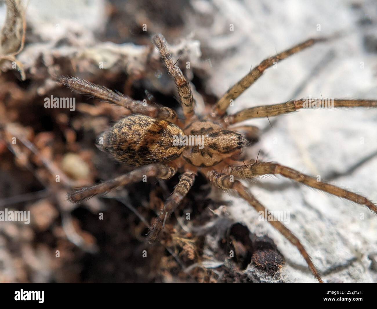 Wood House Spider (Tegenaria silvestris Stock Photo - Alamy