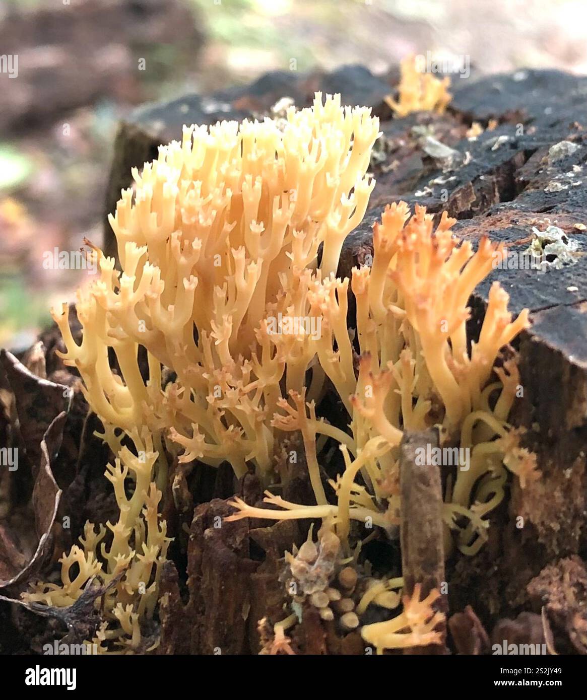 crown-tipped coral fungus (Artomyces pyxidatus Stock Photo - Alamy