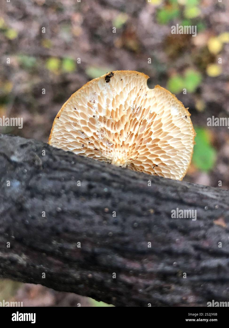 hexagonal-pored polypore (Neofavolus alveolaris Stock Photo - Alamy