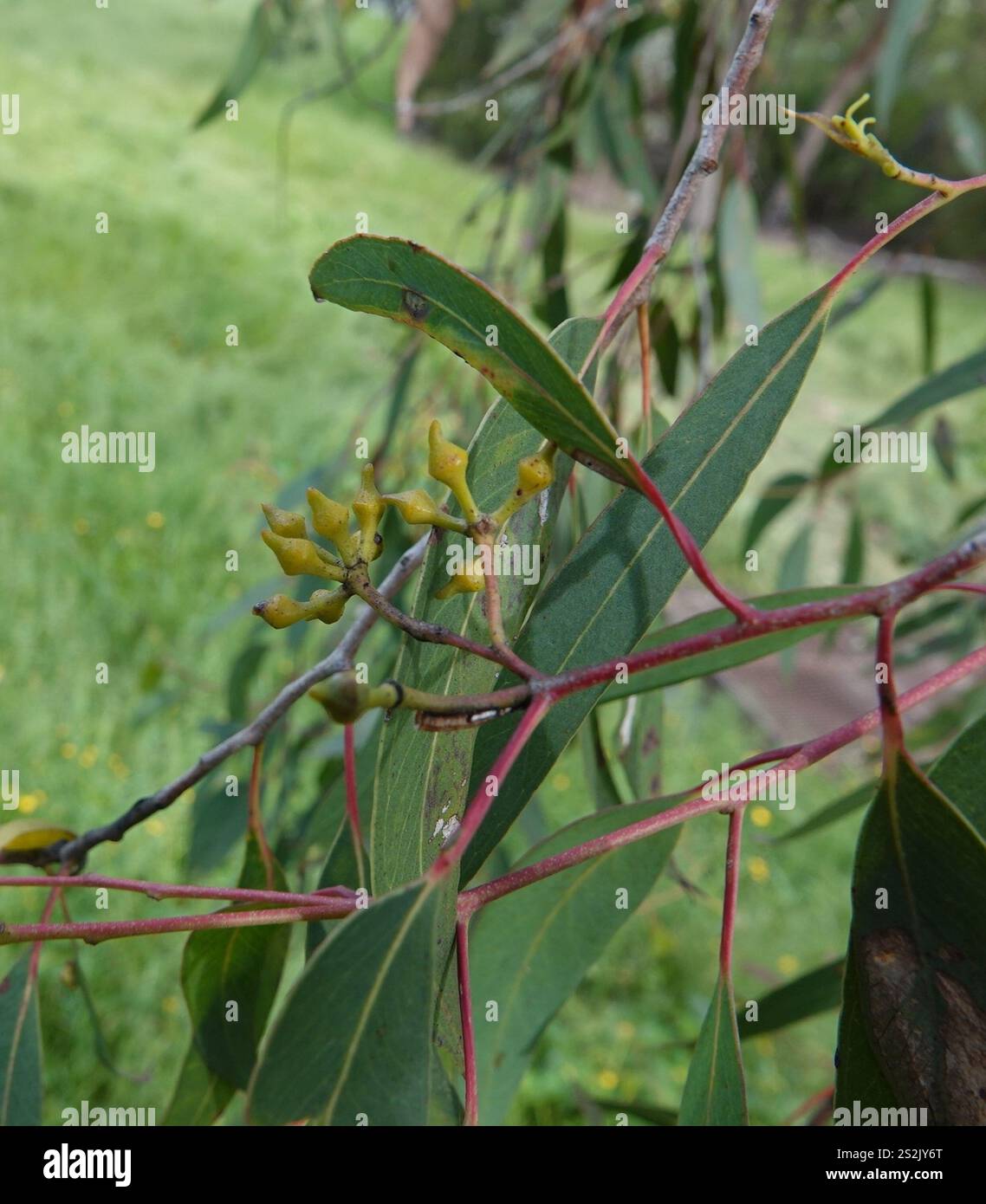 Red Stringybark (Eucalyptus macrorhyncha Stock Photo - Alamy
