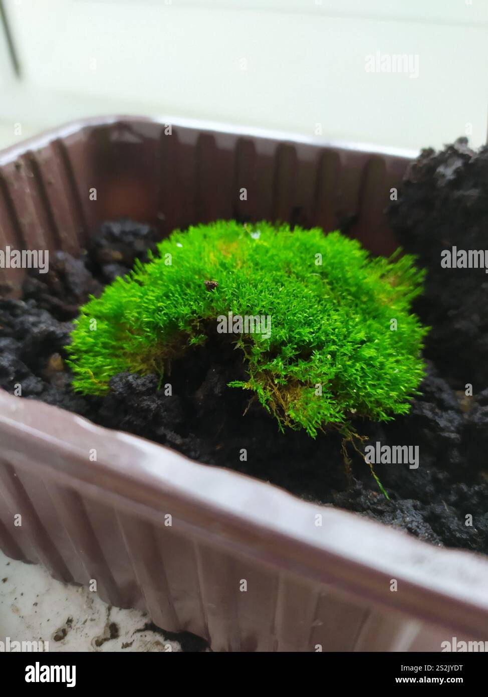 Bird's-Claw Beard-Moss (Barbula unguiculata Stock Photo - Alamy