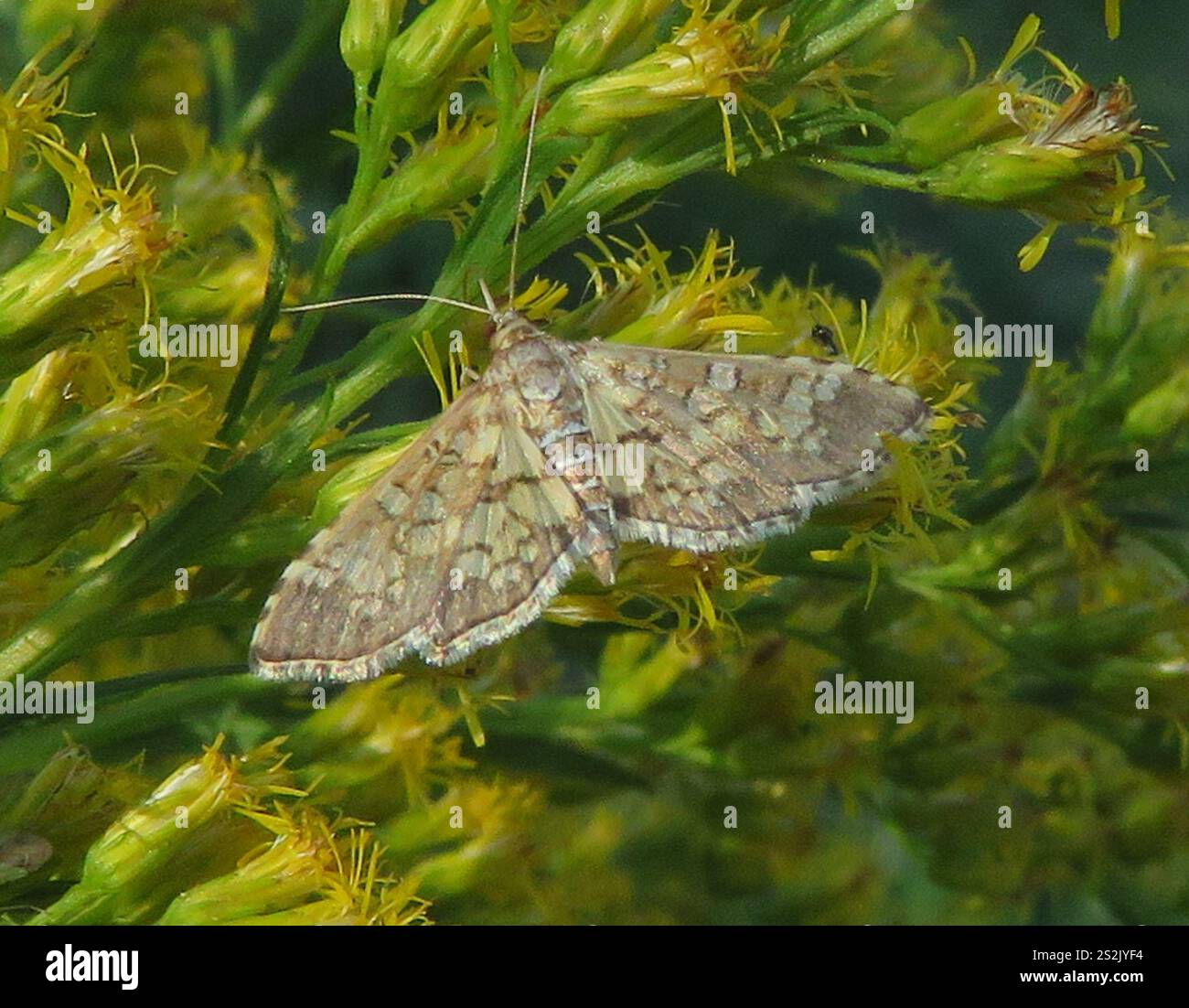 Stained-glass Moth (Samea castellalis Stock Photo - Alamy