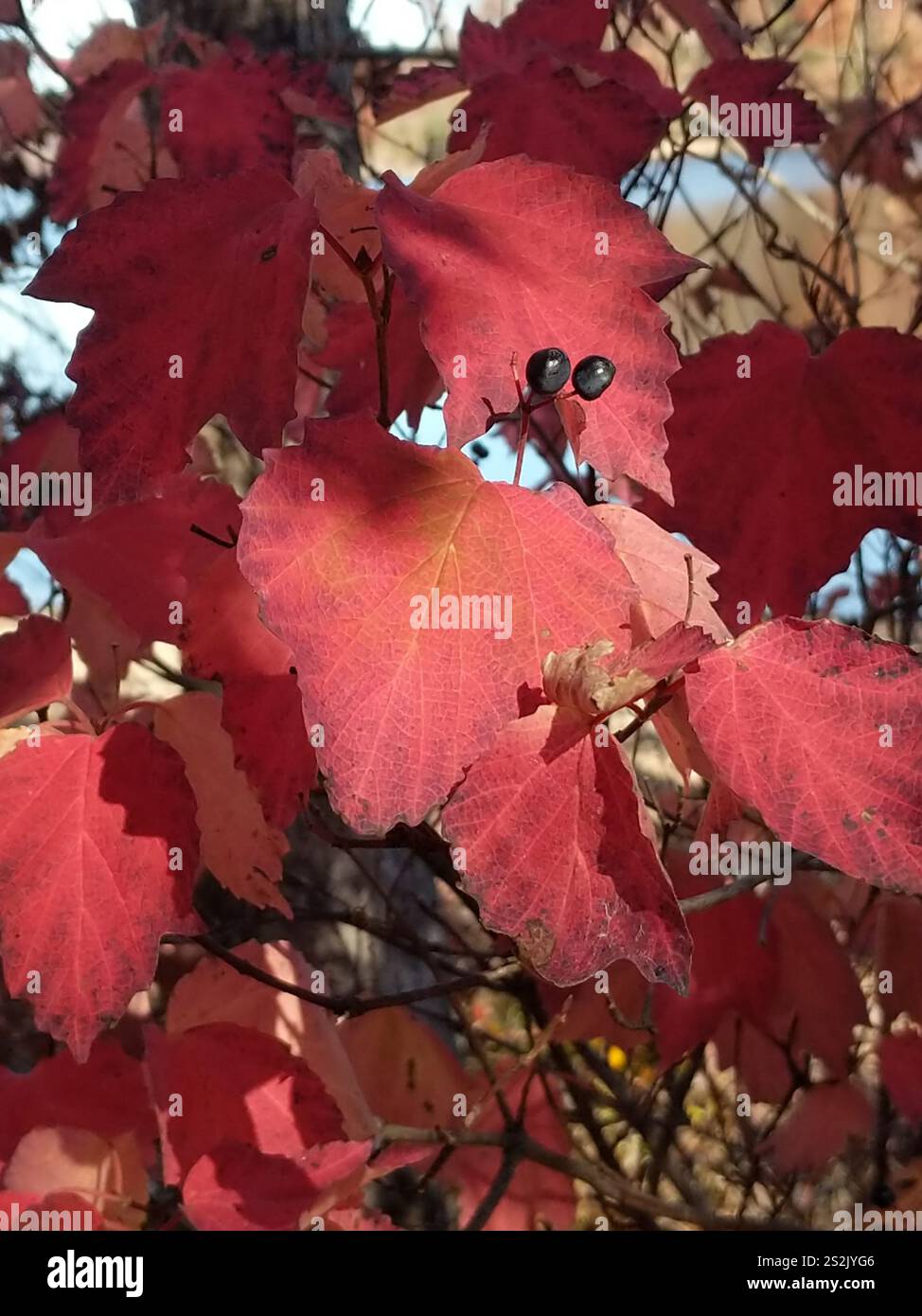 mapleleaf viburnum (Viburnum acerifolium Stock Photo - Alamy