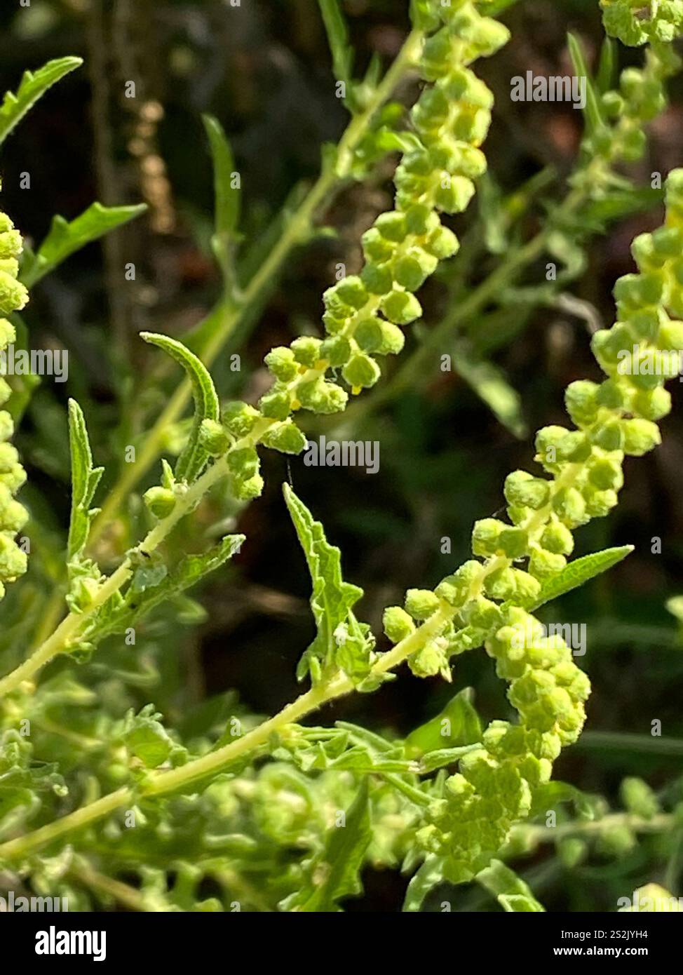 western ragweed (Ambrosia psilostachya Stock Photo - Alamy