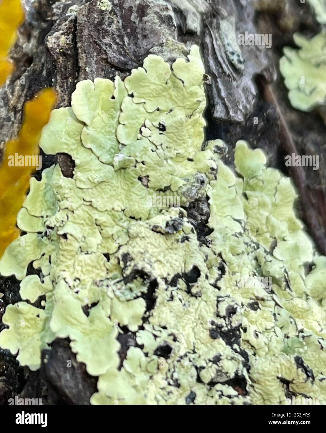 greenshield lichens (Flavoparmelia Stock Photo - Alamy