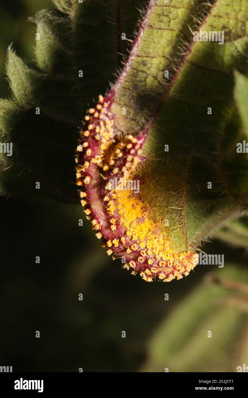 Nettle Clustercup Rust fungus (Puccinia urticata Stock Photo - Alamy