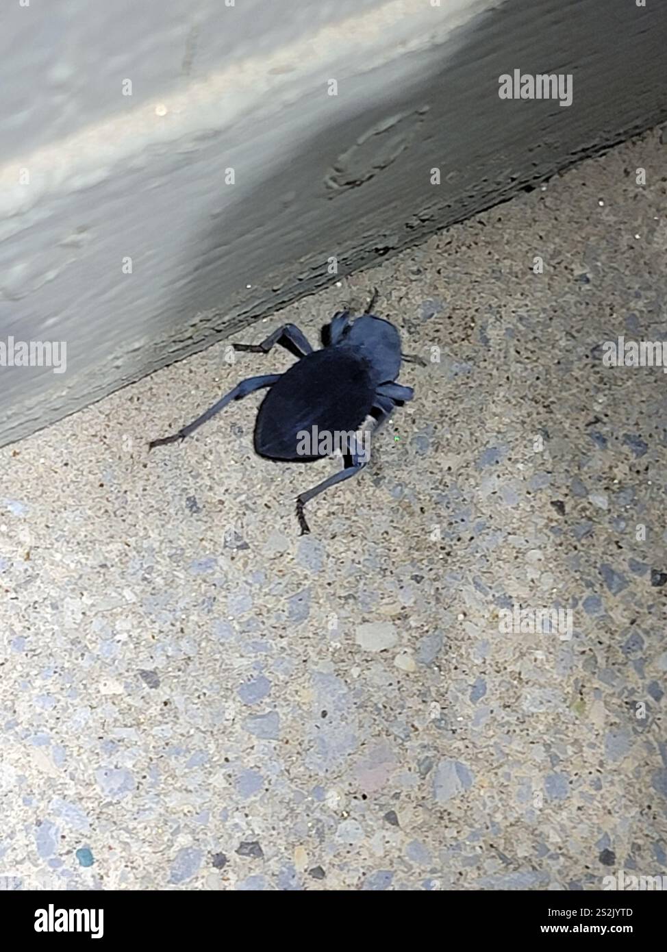 Desert Ironclad Beetle (Asbolus verrucosus Stock Photo - Alamy