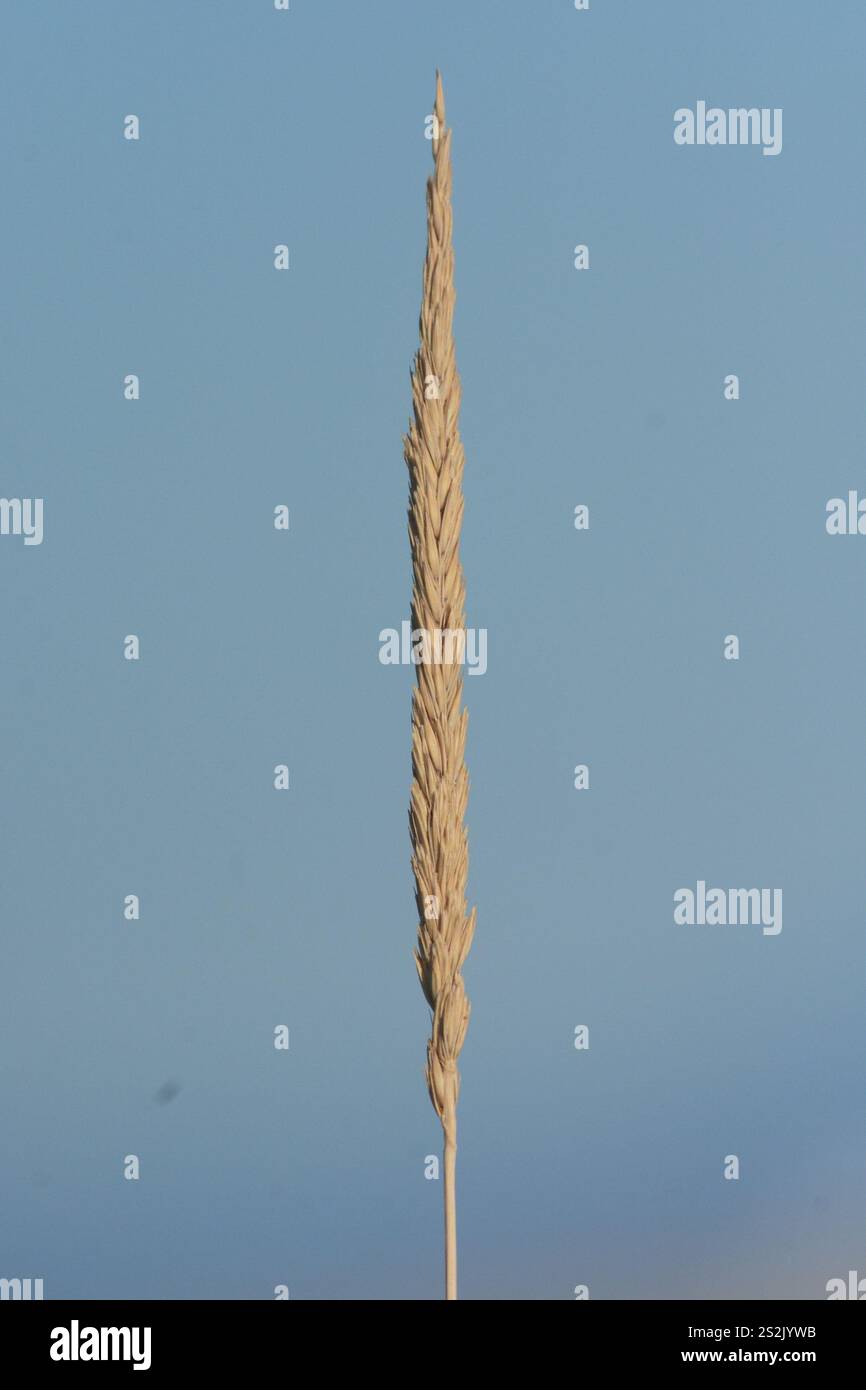 Great Basin Wildrye (Leymus cinereus Stock Photo - Alamy