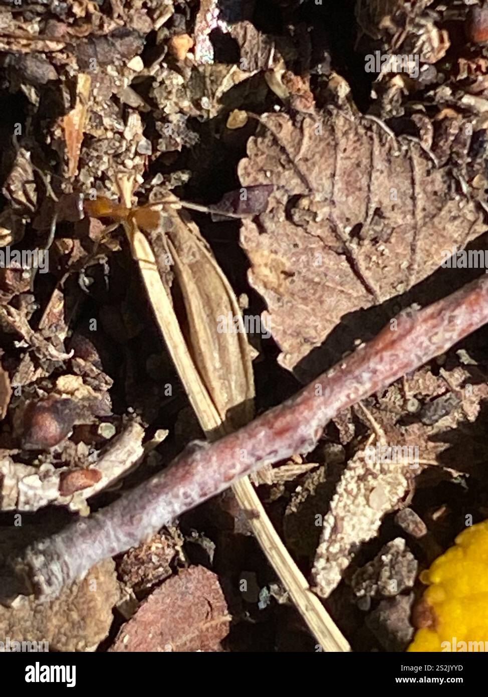 Yellow Pyramid Ant (Dorymyrmex flavus Stock Photo - Alamy