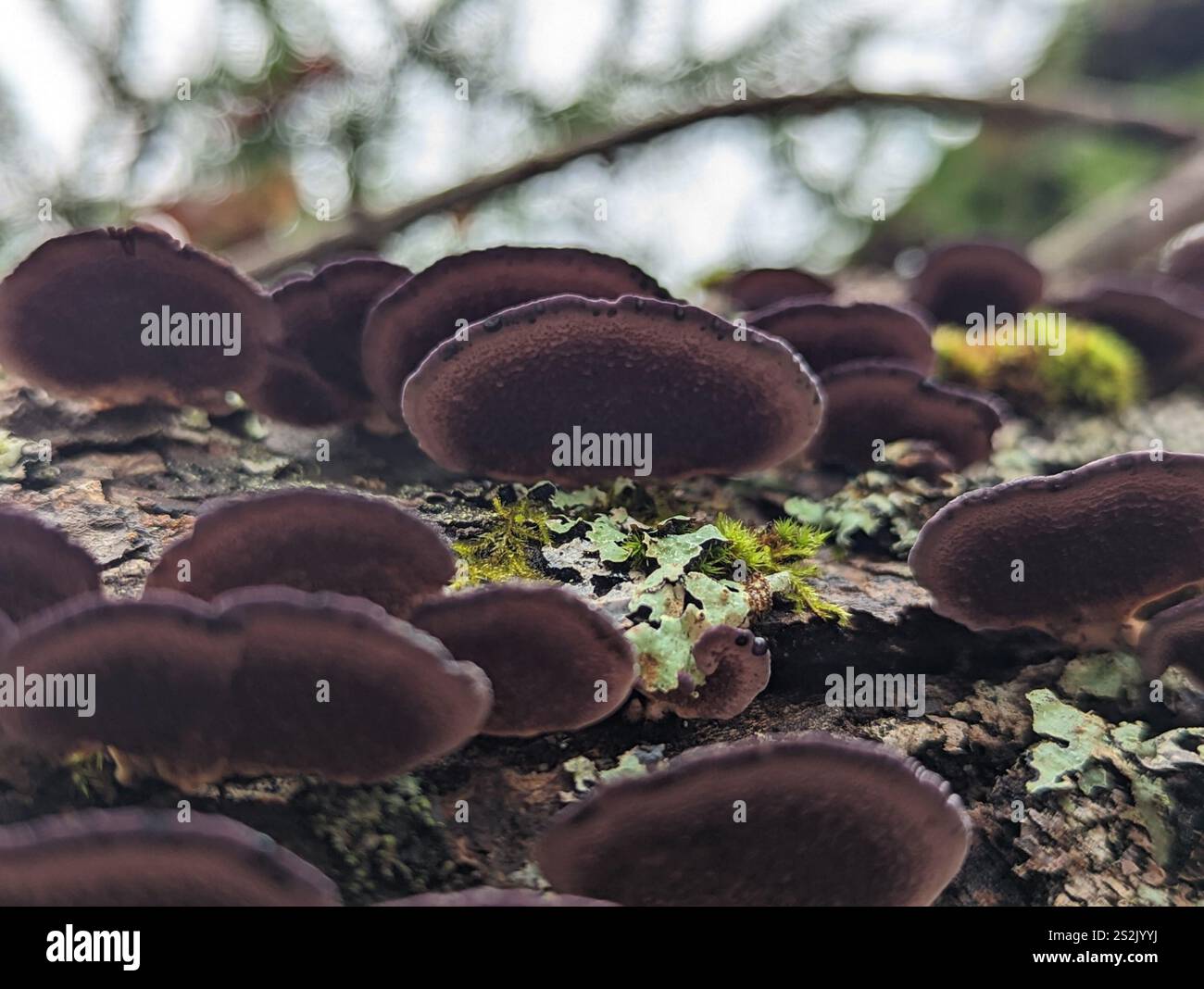 violet-toothed polypore (Trichaptum biforme Stock Photo - Alamy