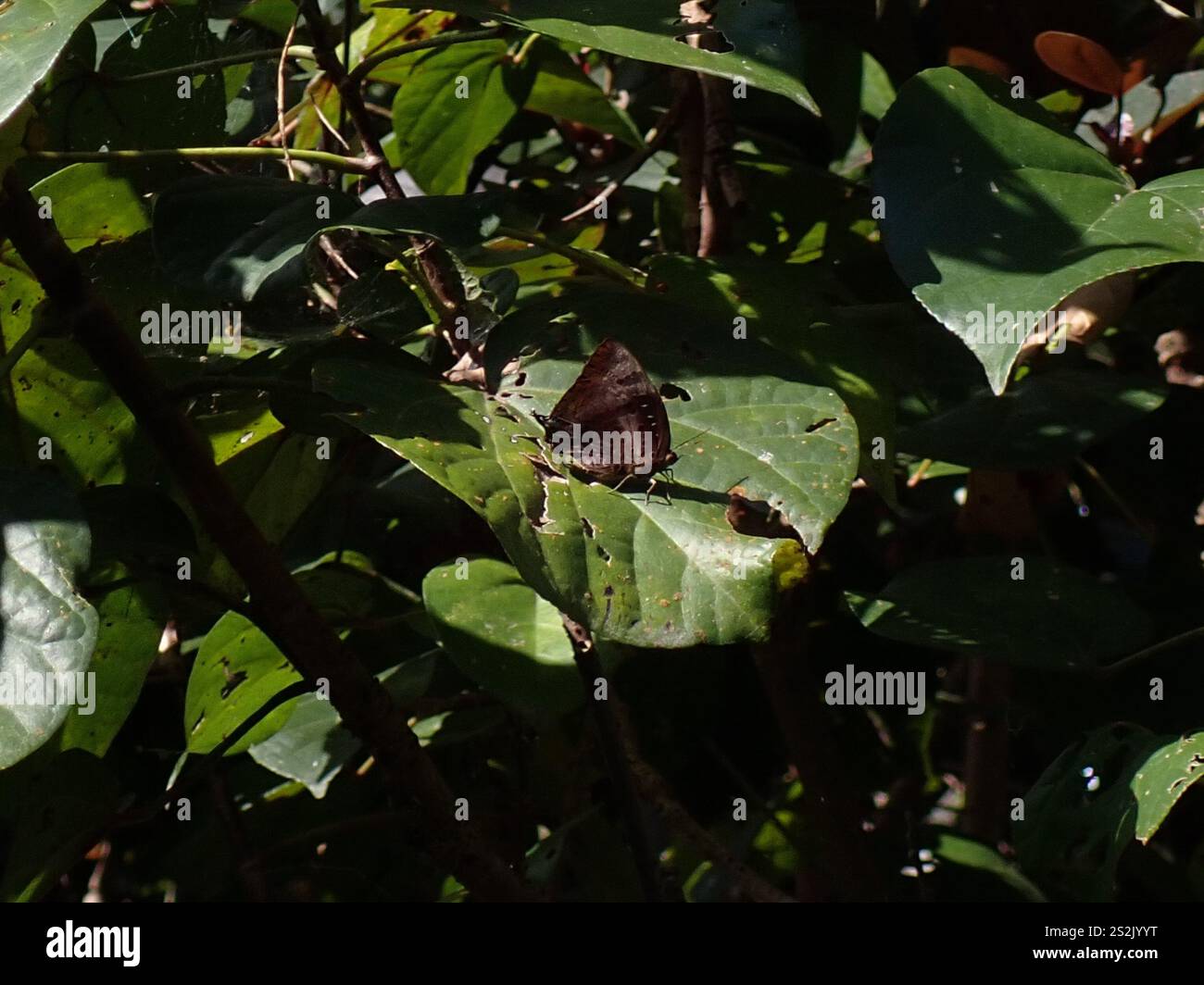 Shining Oak-blue (Arhopala micale Stock Photo - Alamy