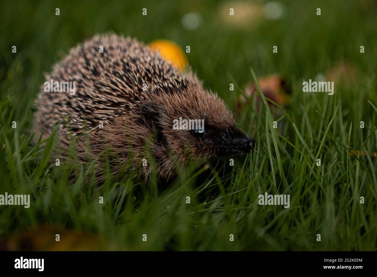 Europähischer Braunbrustiegel Der Igel befand sich zum Zeitpunkt der ...