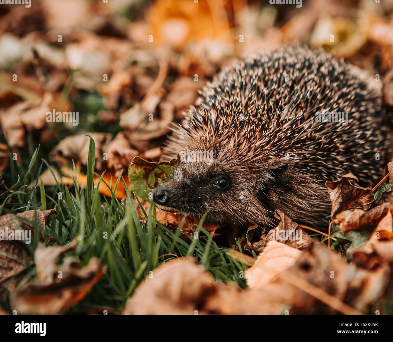 Europähischer Braunbrustiegel Der Igel Befand Sich Zum Zeitpunkt Der