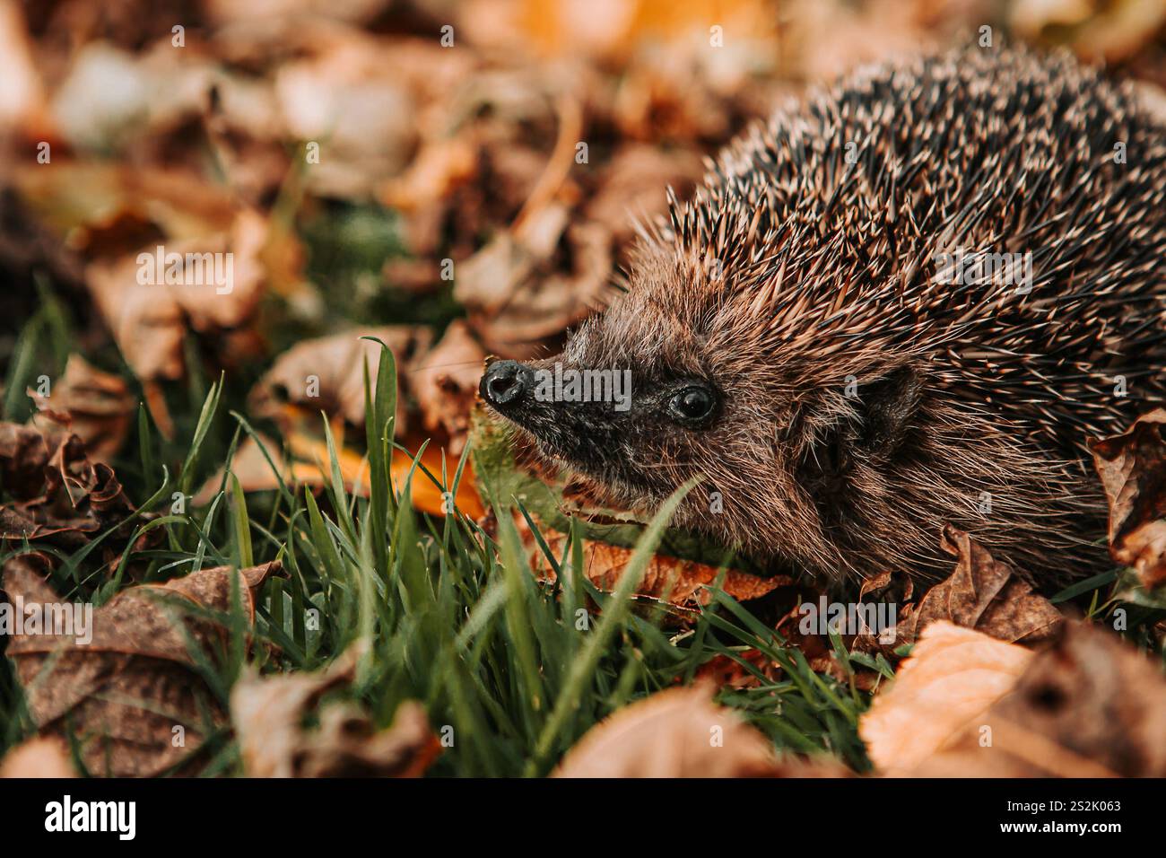 Europähischer Braunbrustiegel Der Igel Befand Sich Zum Zeitpunkt Der
