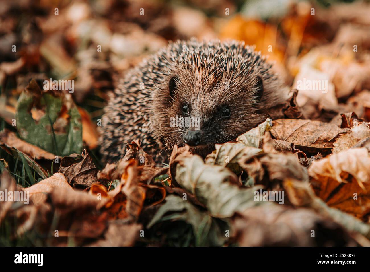 Europähischer Braunbrustiegel Der Igel Befand Sich Zum Zeitpunkt Der