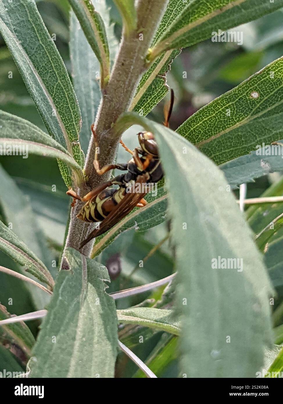 Northern Paper Wasp (Polistes fuscatus Stock Photo - Alamy