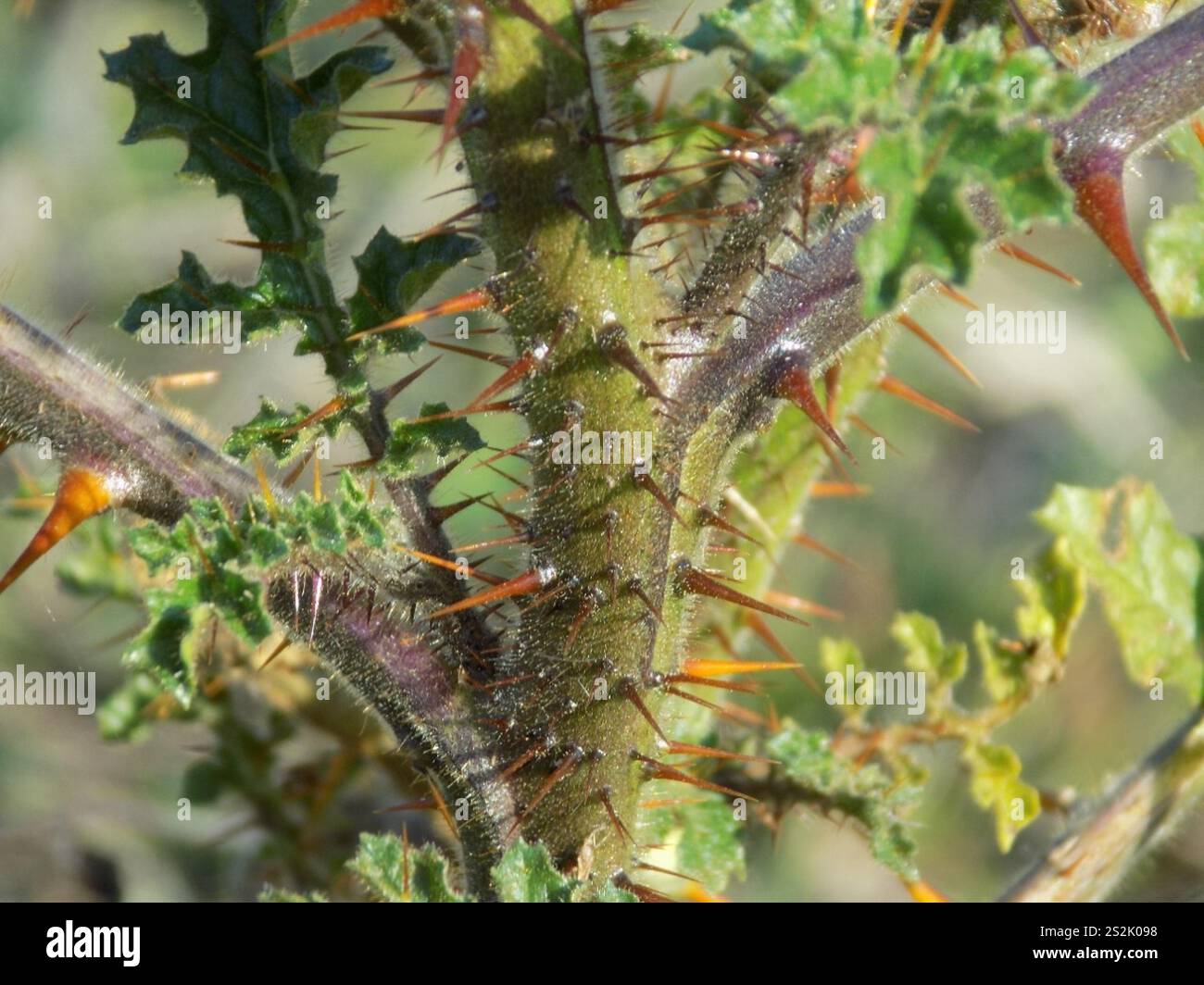 Red Buffalo-bur (Solanum sisymbriifolium Stock Photo - Alamy