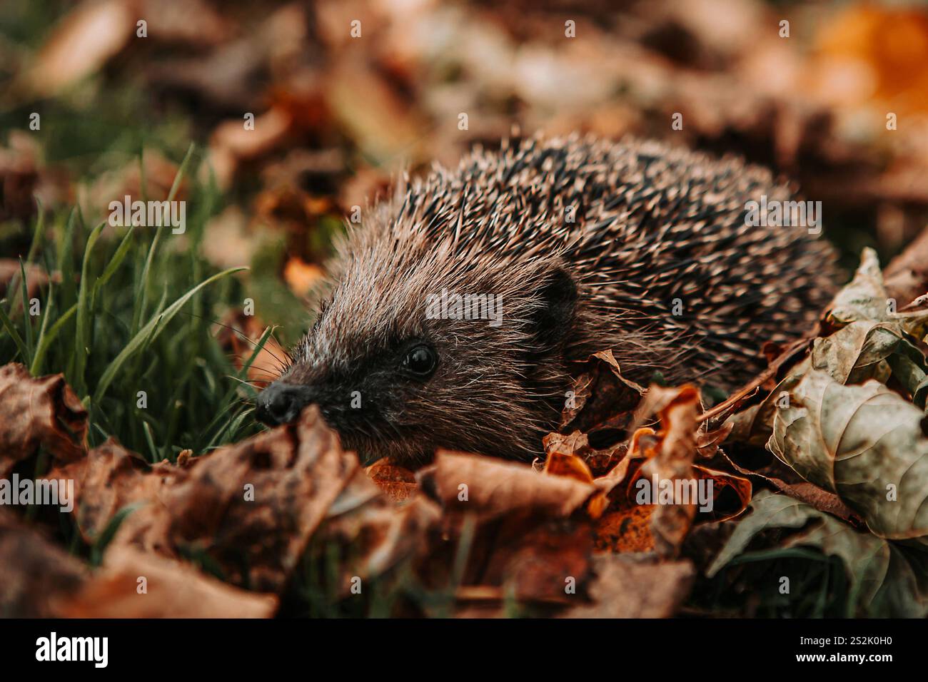 Europähischer Braunbrustiegel Der Igel befand sich zum Zeitpunkt der ...