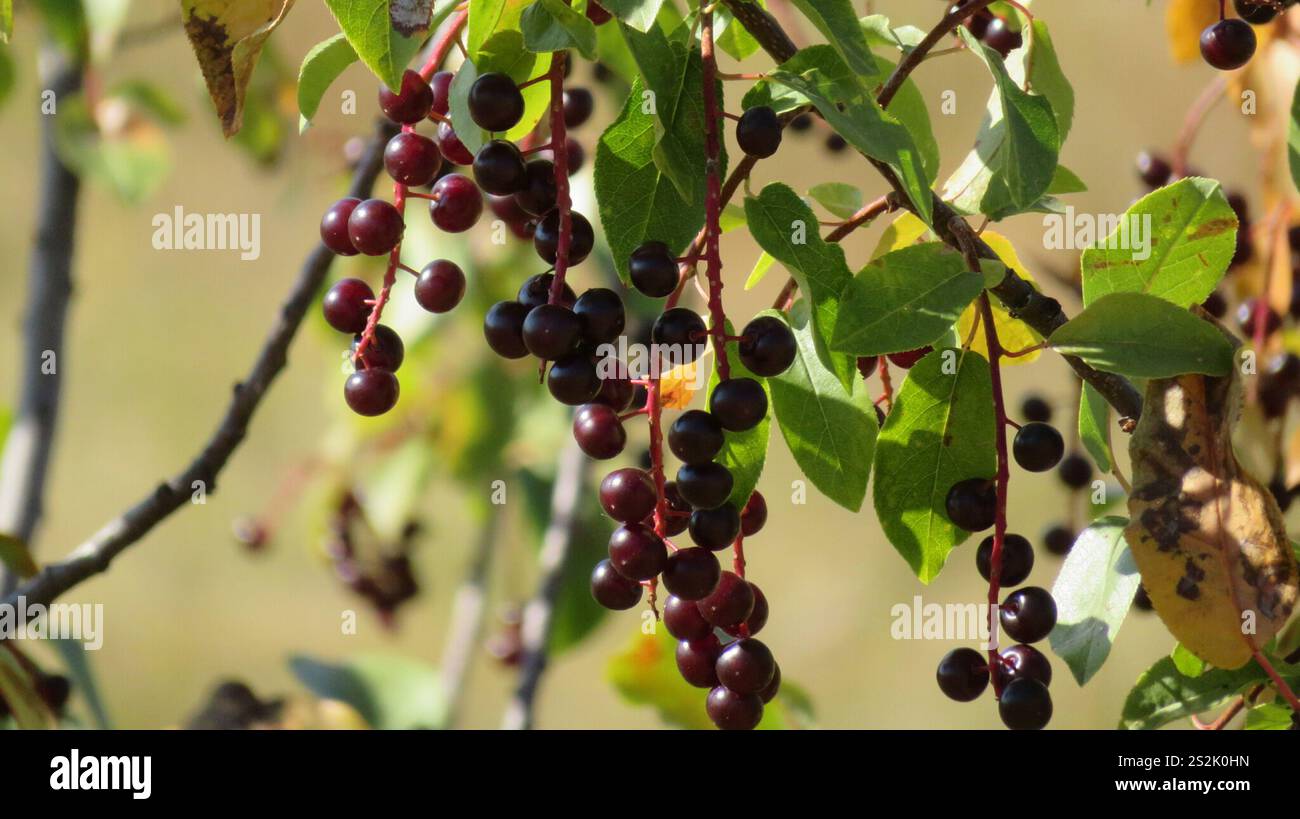 chokecherry (Prunus virginiana Stock Photo - Alamy