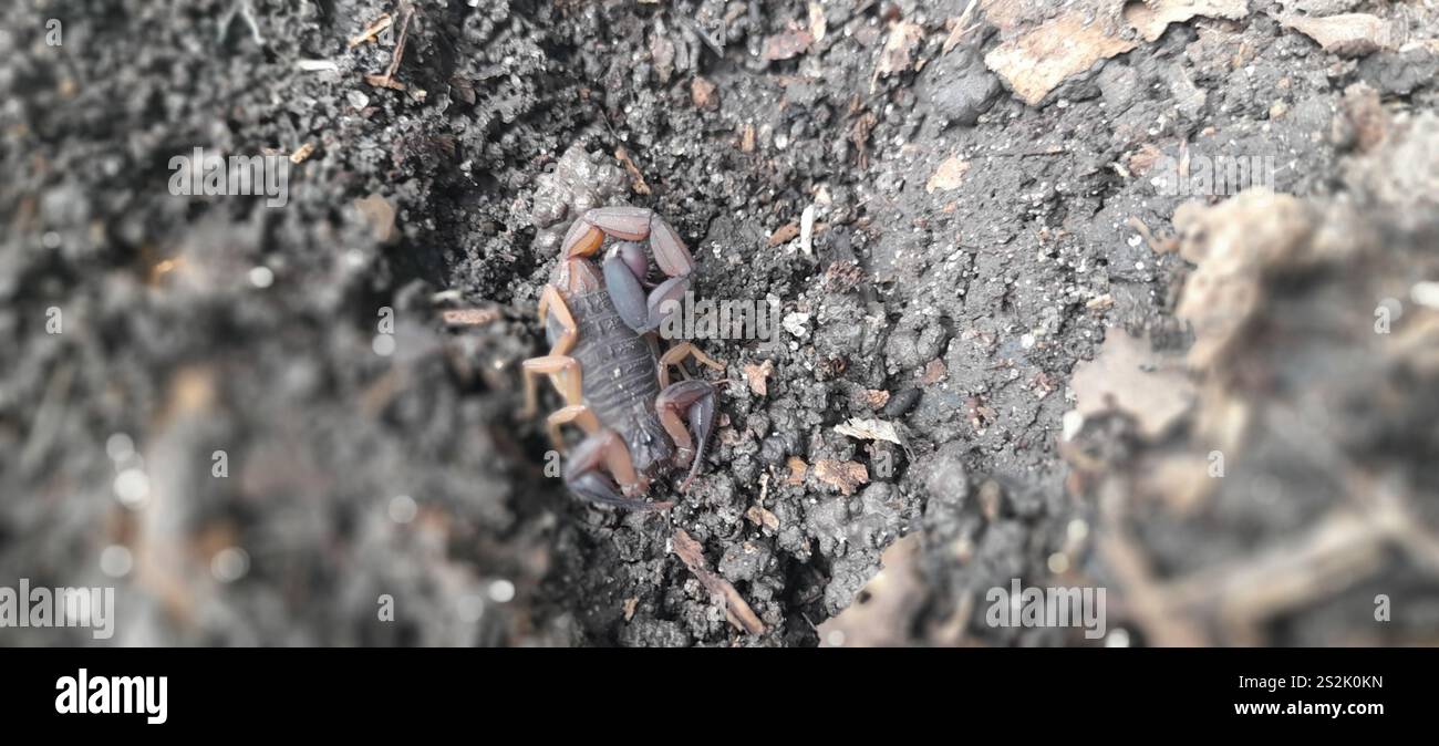 Edward's Bark Scorpion (Centruroides edwardsii Stock Photo - Alamy