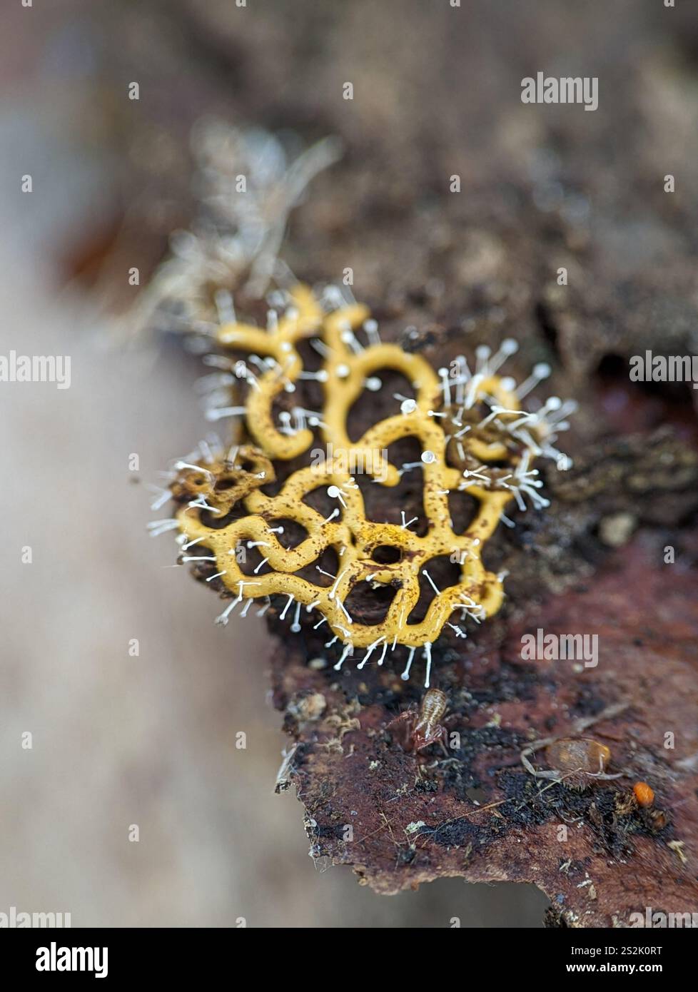 Pretzel slime mold (Hemitrichia serpula Stock Photo - Alamy