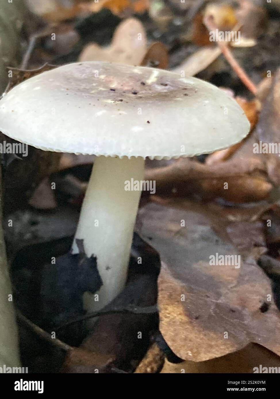 Fragile Brittlegill (Russula fragilis Stock Photo - Alamy