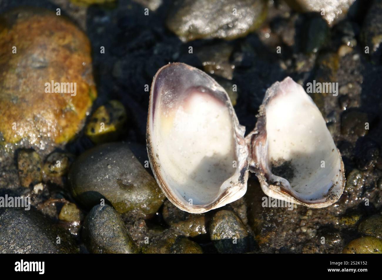 Japanese Littleneck (Ruditapes philippinarum Stock Photo - Alamy
