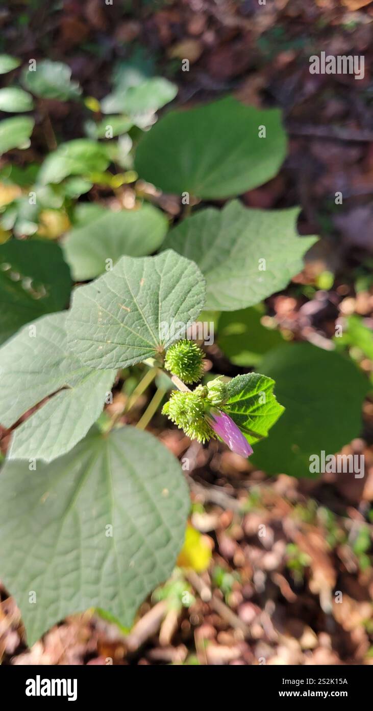 Caesar weed (Urena lobata Stock Photo - Alamy