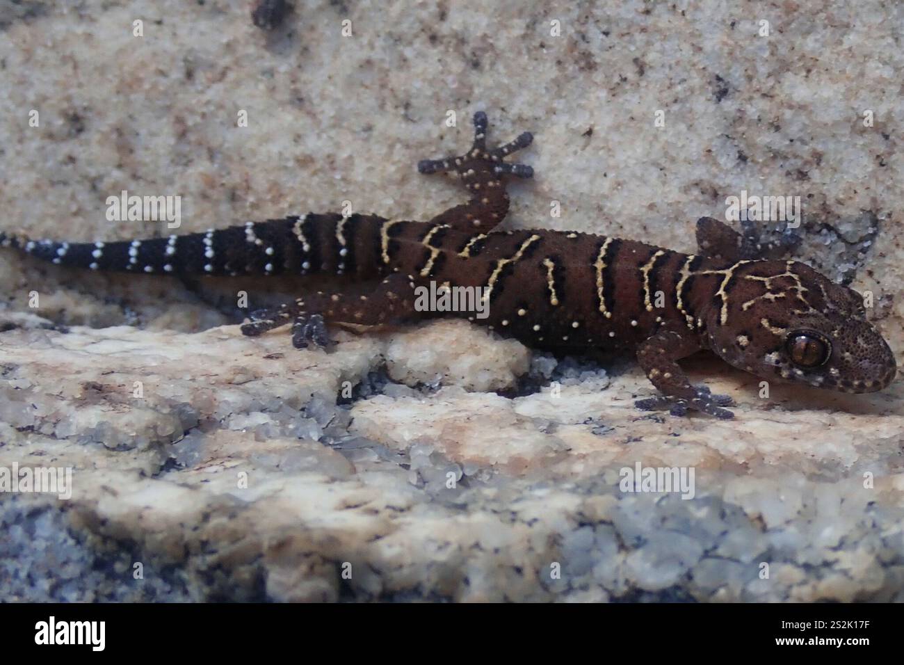 Van Son's Thick-toed Gecko (Pachydactylus vansoni Stock Photo - Alamy