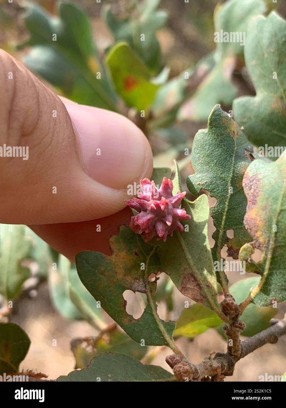 Urchin Gall Wasp (Cynips quercusechinus Stock Photo - Alamy