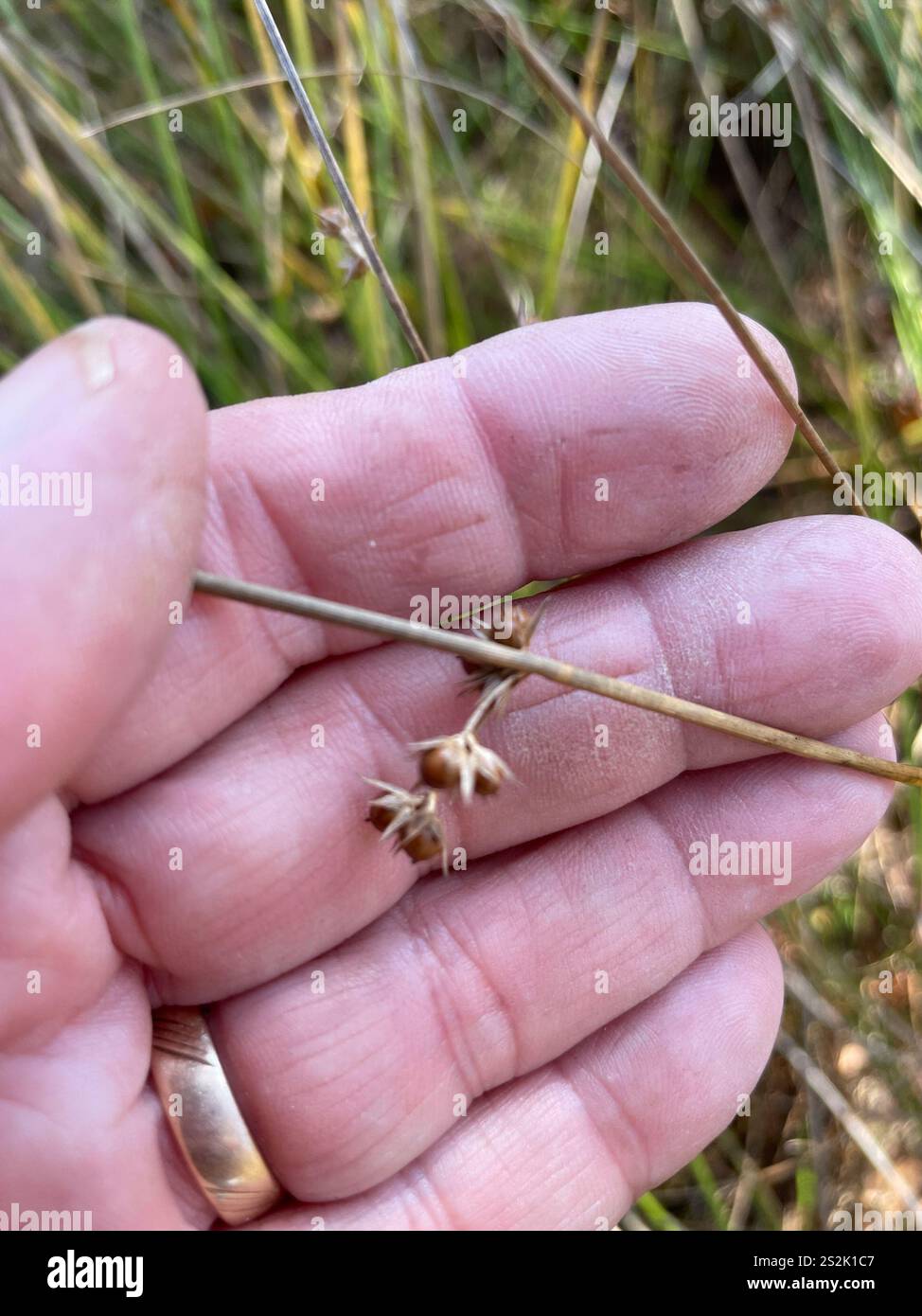 Leathery Rush (Juncus coriaceus Stock Photo - Alamy